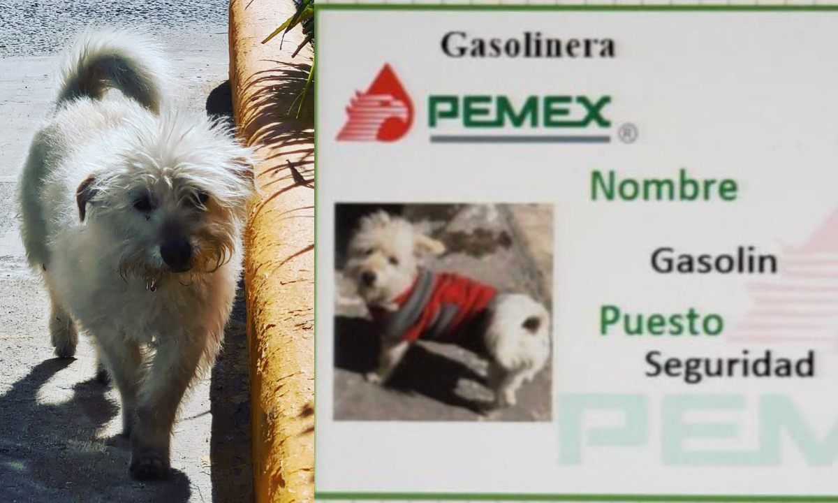 Puedes Darle Algo A Un Perro Para El Gas