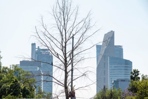 Ahuehuete de Reforma será sustituido por otro árbol de la misma especie