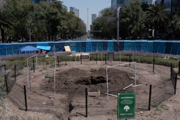 Retiran ahuehuete de Reforma para reubicarlo en vivero; alistarán la ...