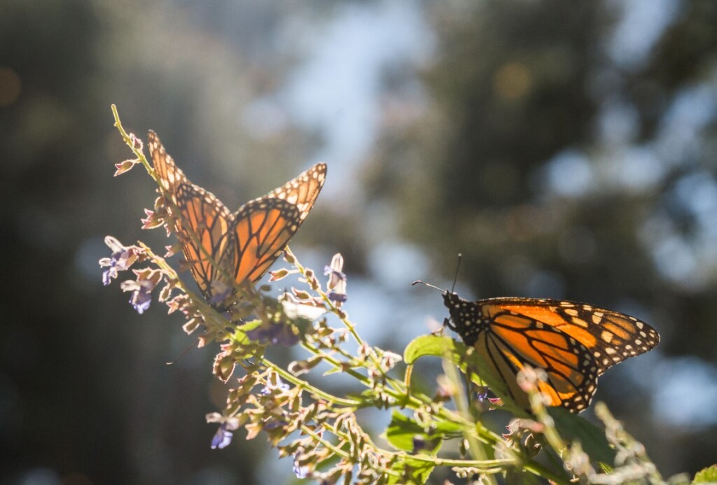 Presencia de la mariposa monarca en bosques de México disminuye 22%