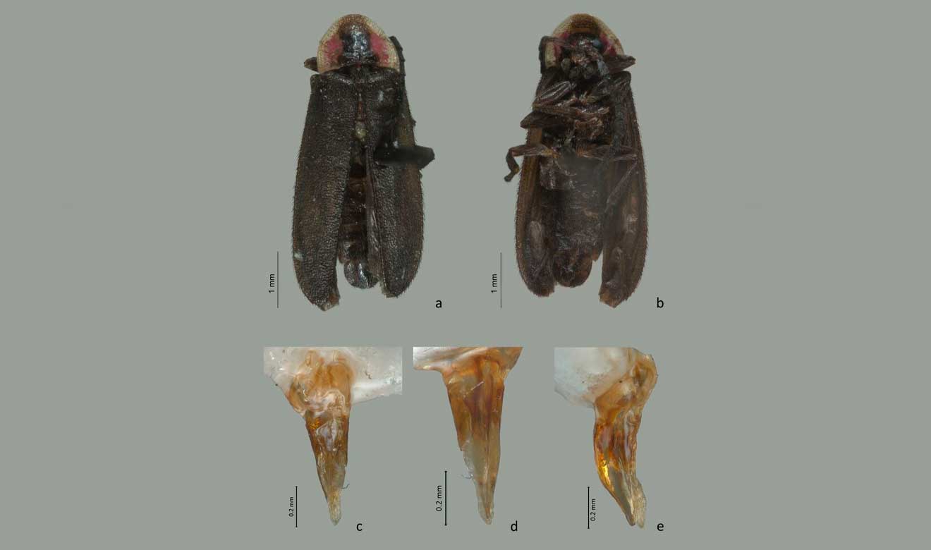 Nombran una especie de luciérnaga en honor a la astrónoma mexicana ...