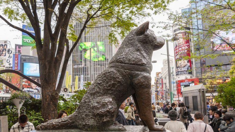 La emotiva historia de Hachiko, el “perro más fiel del mundo” que cumple 100 años