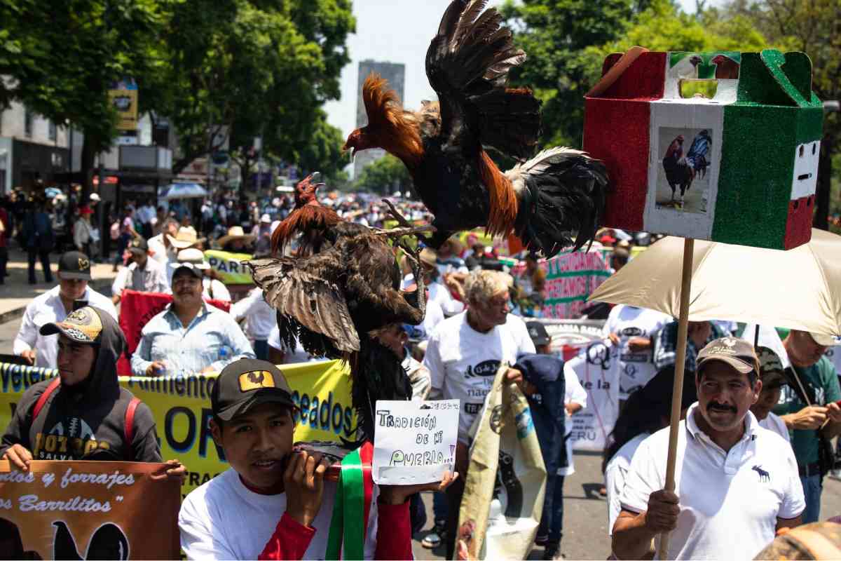 Protestas contra prohibición de peleas de gallos causan caos en CDMX y AICM