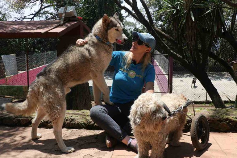 Perros rescatados de maltrato extremo: las historias de 3 rescatistas ...