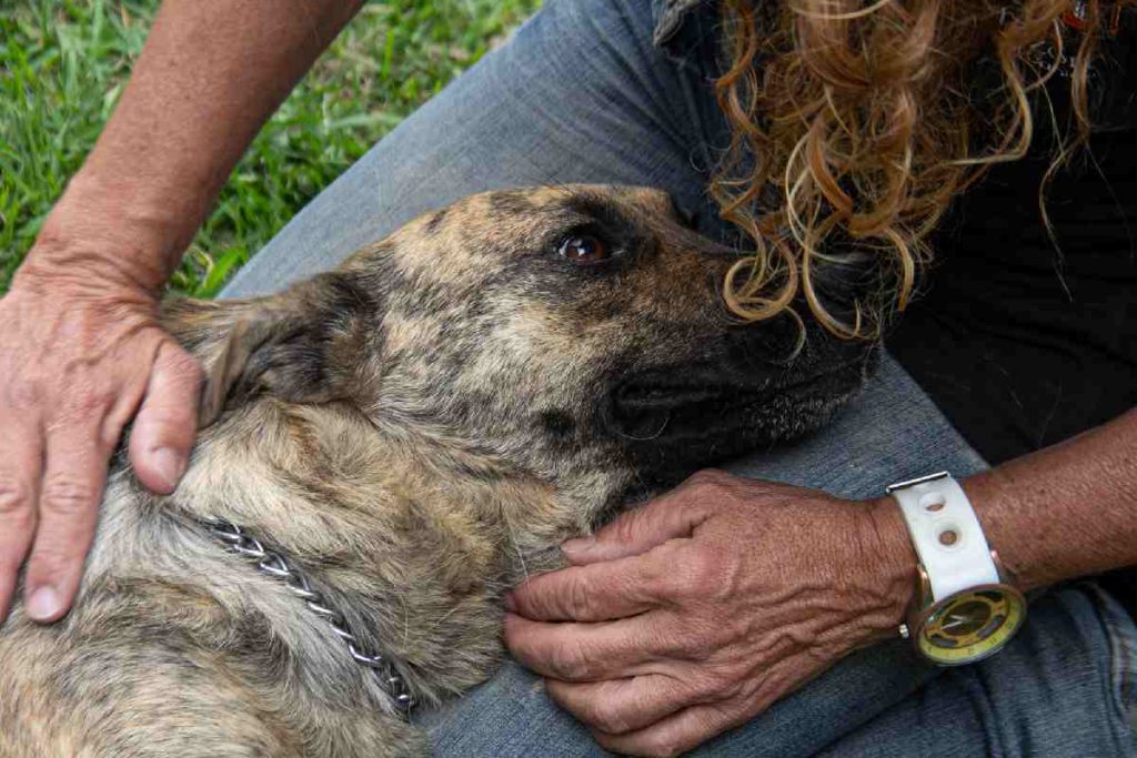 Perros rescatados de maltrato extremo: las historias de 3 rescatistas ...