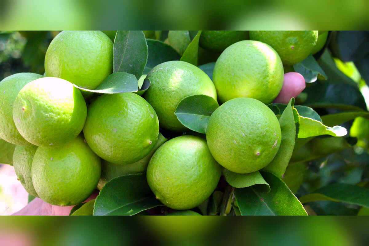 ¿Un collar de limones para curar a tu perrito con tos?