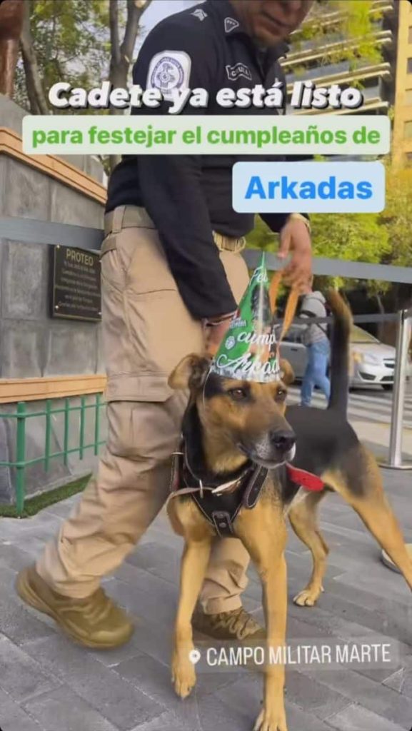 Festejan primer cumpleaños de Arkadas, perro rescatista, con fiesta en ...