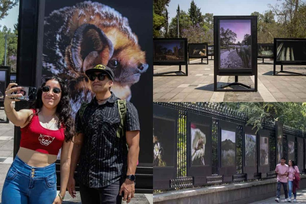 ¡Tómate la foto! Murciélagos gigantes en Chapultepec estarán hasta julio