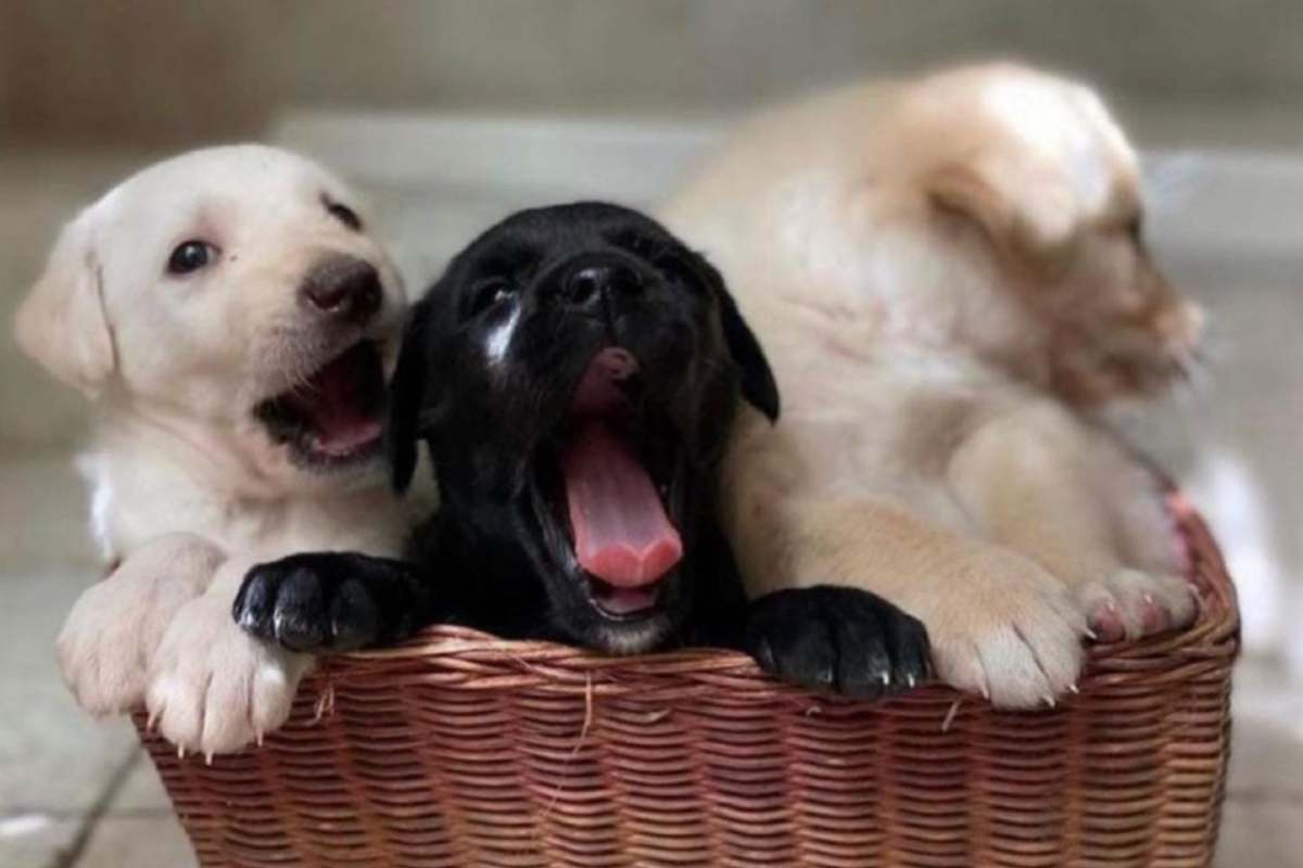 Conoce ‘Rescatalandia’, un proyecto de rescate animal creado con amor