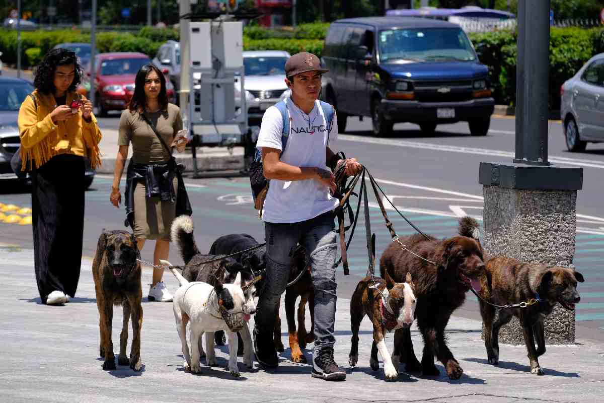 Paseadores de Perros en CDMX deberán contar con un registro y tomar un ...