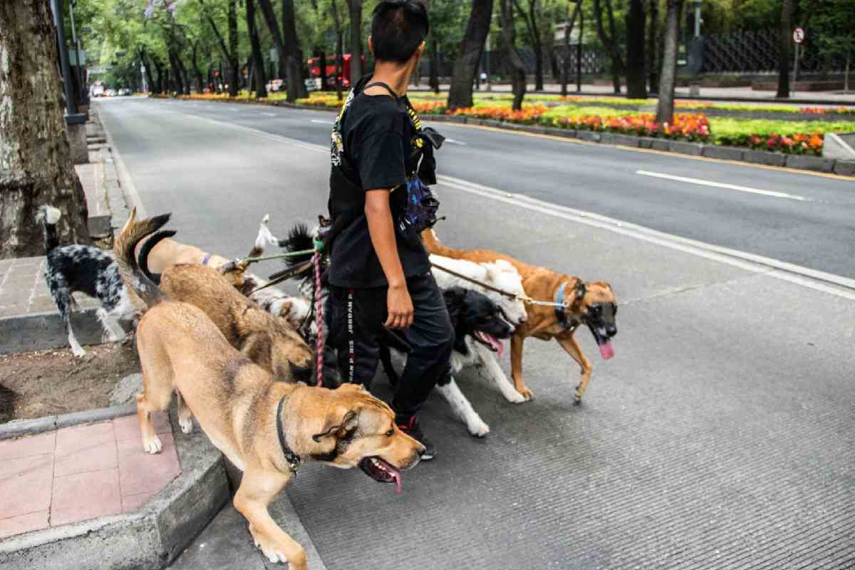 Paseadores de Perros en CDMX deberán contar con un registro y tomar un ...