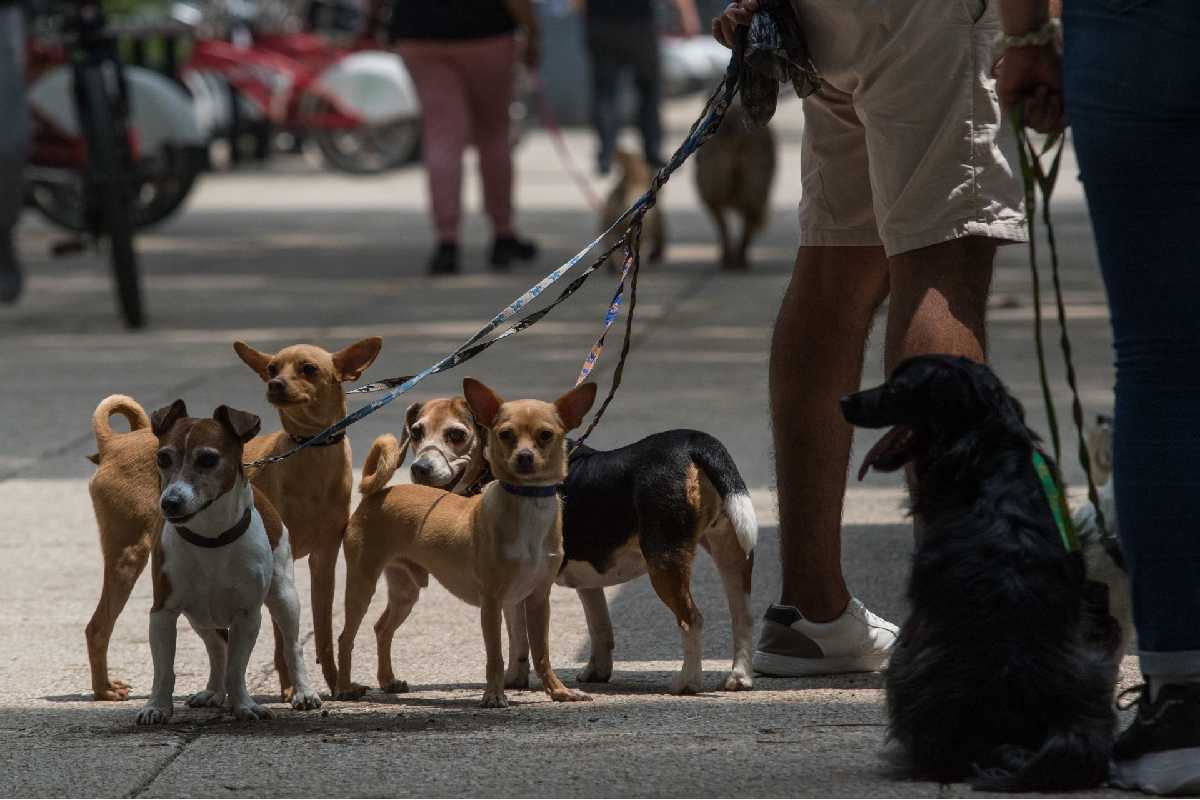 Paseadores de Perros en CDMX deberán contar con un registro y tomar un ...