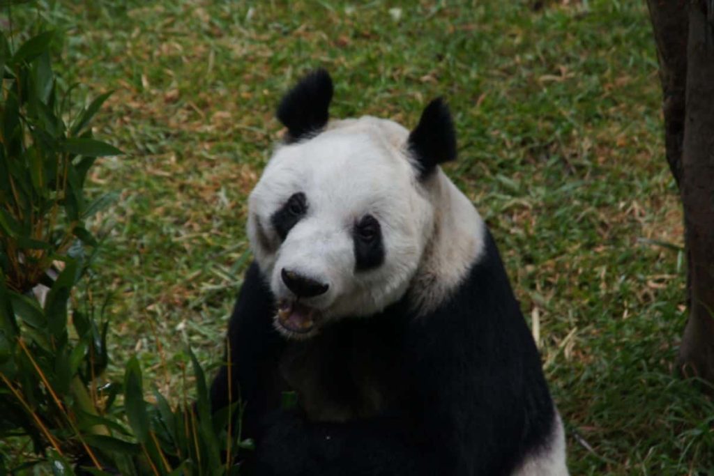 Xin Xin, la panda gigante de 34 años que vive en Chapultepec