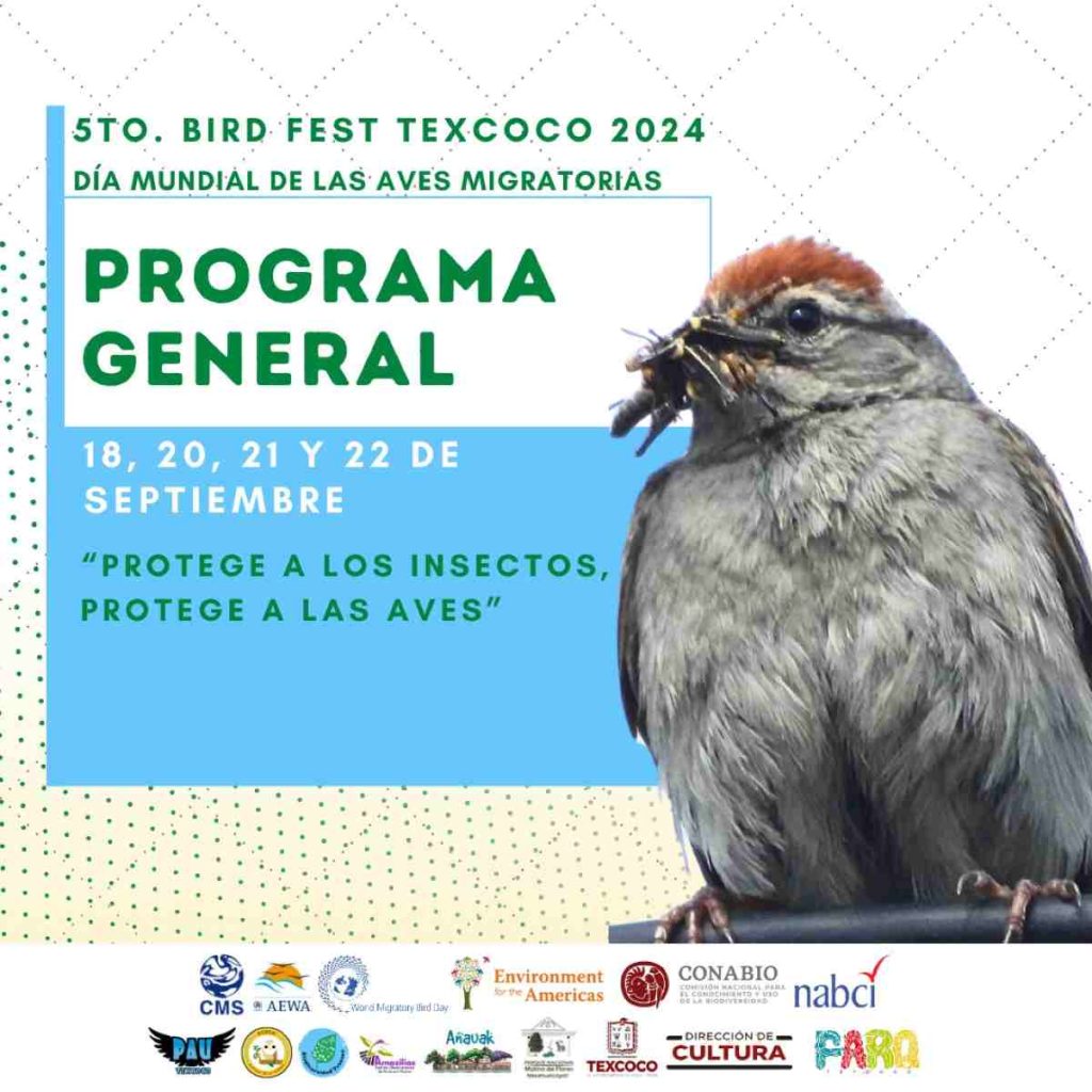 Protege y observa a las aves que llegan a Texcoco: todo sobre el Bird Fest en la Cuenca de México