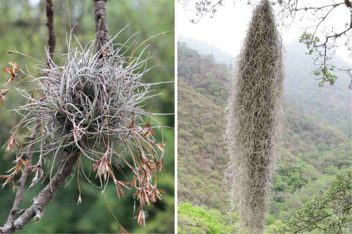 ¿Se puede usar para decoración navideña? ¿Hay un heno que es plaga? Te ...