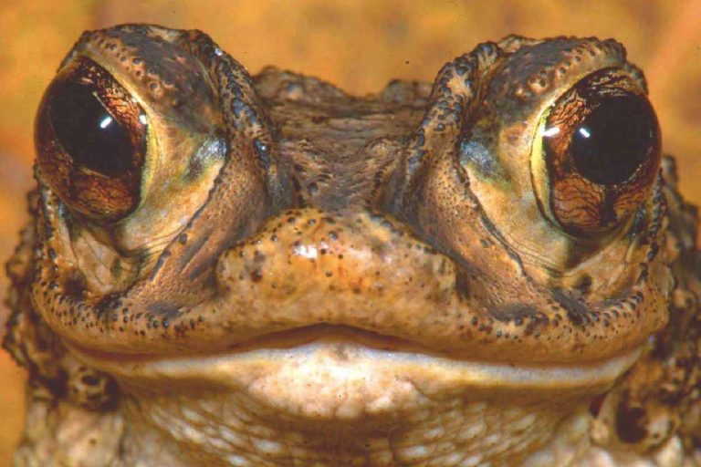 La historia de Concho, el sapo en peligro que aparece en el nuevo álbum ...