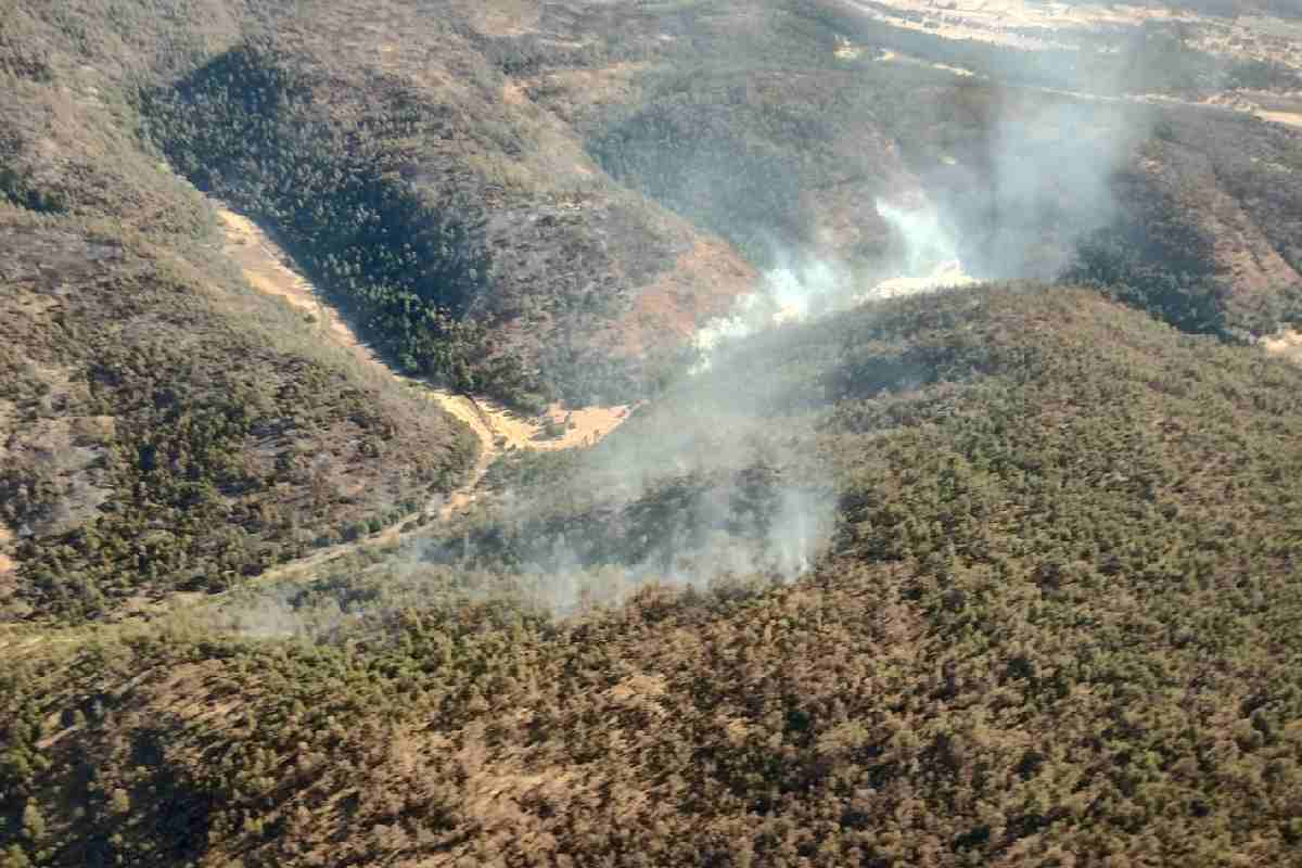 “Nos quedamos sin bosque”: comunidades indígenas de Chihuahua alertan devastación de la sierra ...