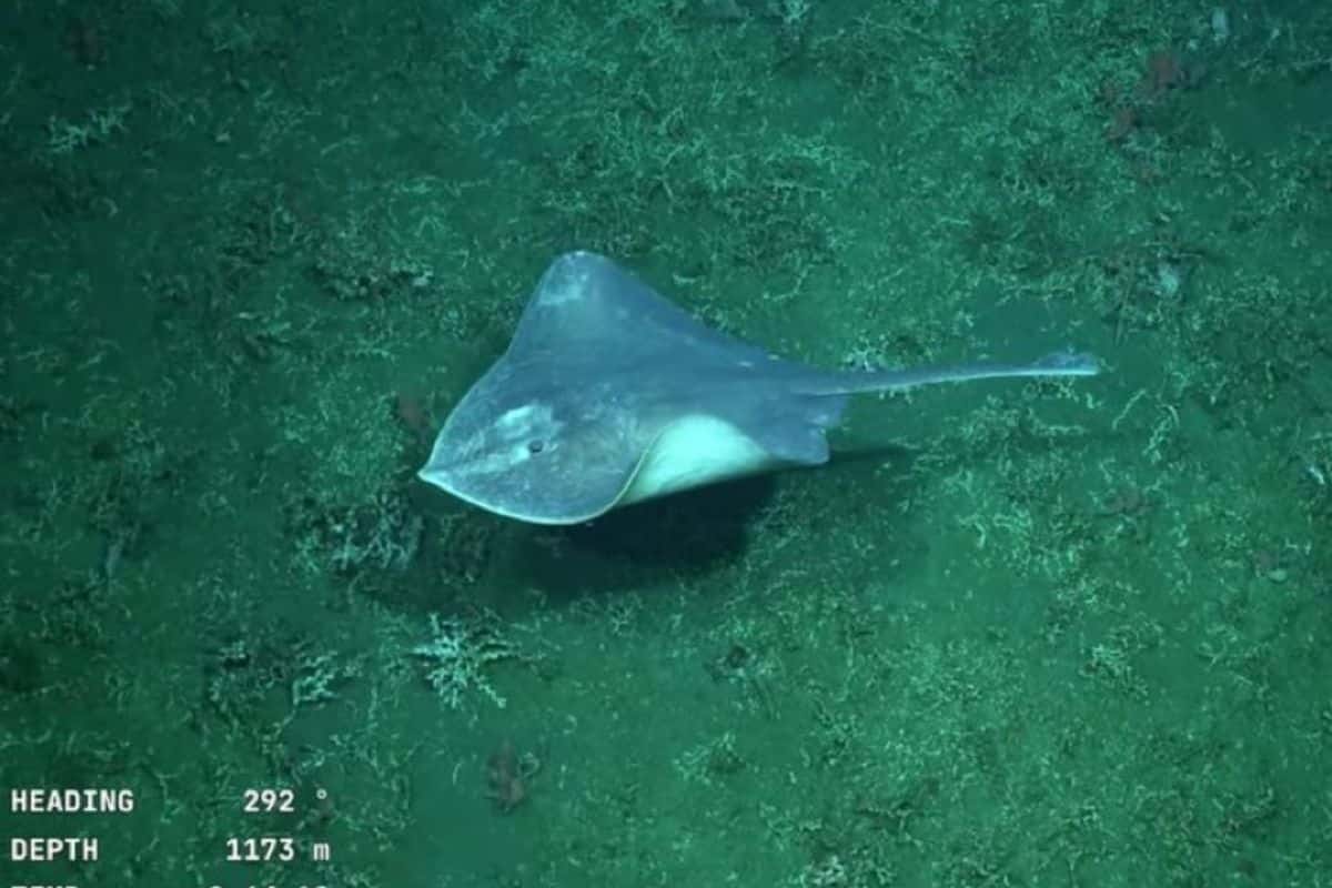 ¿Patricio Estrella, eres tú? El streaming viral del fondo del mar que ...